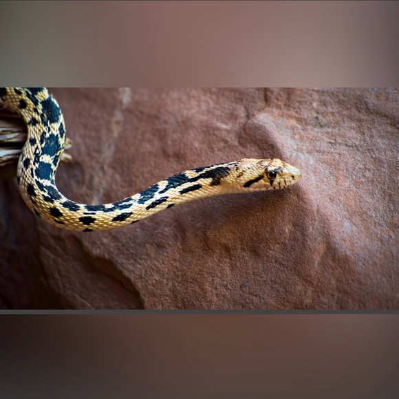 Jewelry | Great Basin Gopher Snake Swirl Coil Infinity White Black ...